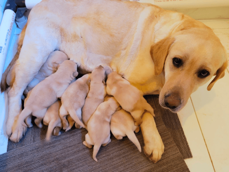 Top 10 Best Labrador Retriever Breeders in Illinois (IL)
