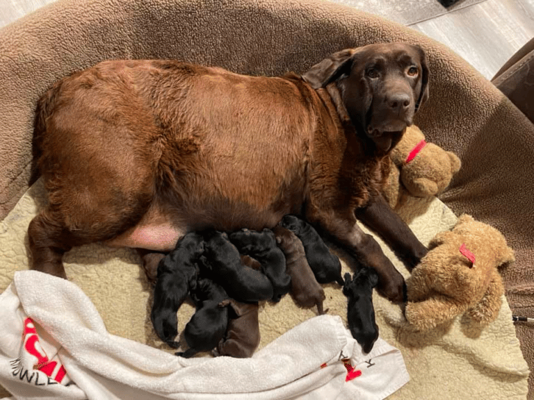 Top 10 Best Labrador Retriever Breeders in Illinois (IL)