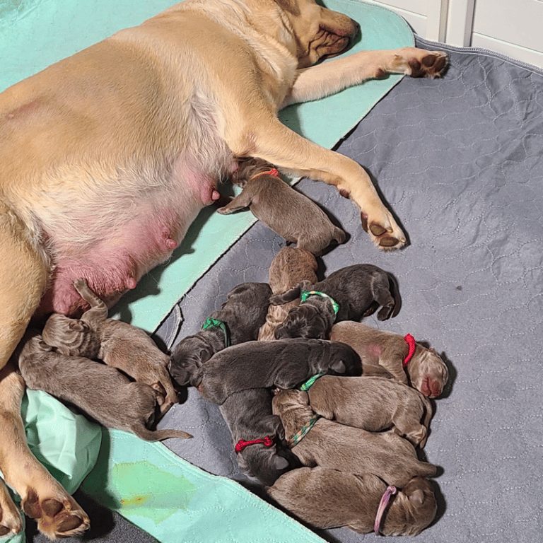 Top 10 Best Labrador Retriever Breeders In Wisconsin (WI)