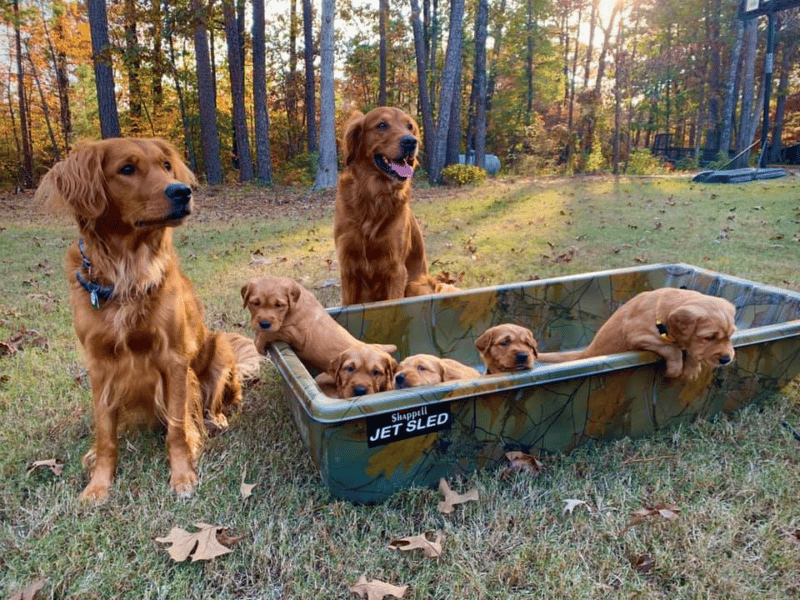 Top 21 Reputable Field Golden Retriever Breeders in The USA