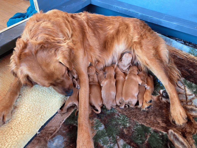 Top 21 Reputable Field Golden Retriever Breeders in The USA