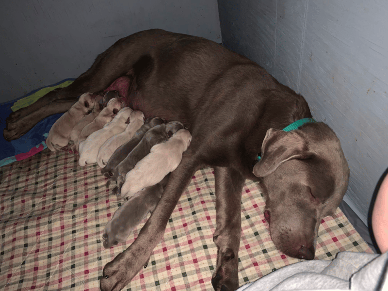 Top 10 Best Labrador Retriever Breeders in Illinois (IL)