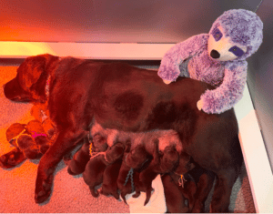 Top 9 Best Labrador Retriever Breeders in Indiana (IN)