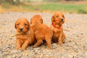 Top 21 Reputable Field Golden Retriever Breeders in The USA