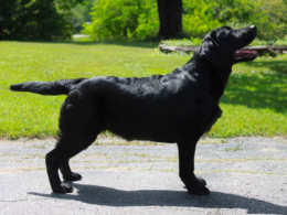 Top 11 Best Labrador Retriever Breeders In Maine (ME)