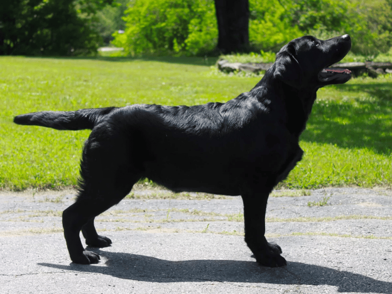 Top 11 Best Labrador Retriever Breeders In Maine (ME)