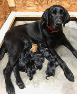 Top 10 Best Labrador Retriever Breeders in North Carolina (NC)