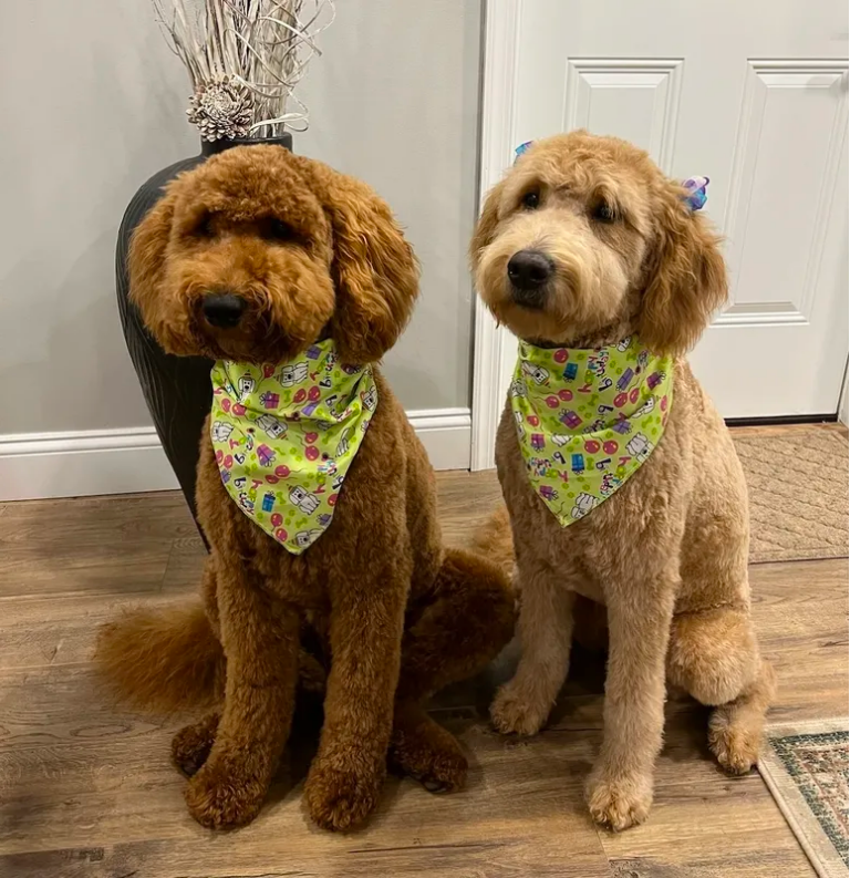 Top 8 Best Goldendoodle Breeders In Massachusetts (MA)