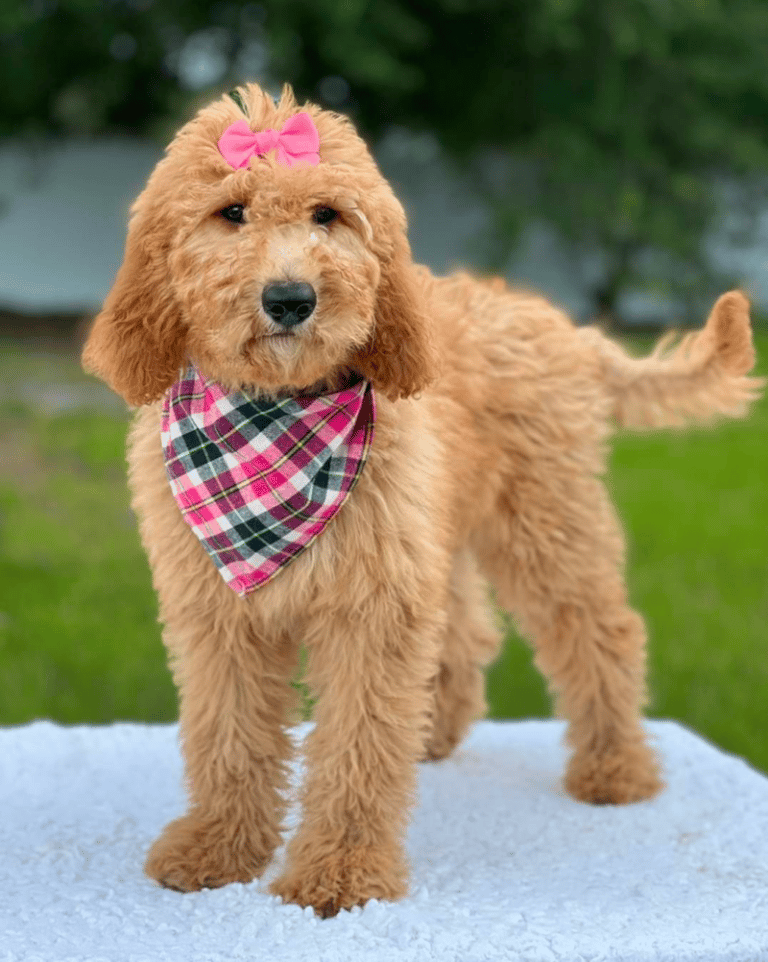 Top 14 Best Goldendoodle Breeders in Florida (FL)
