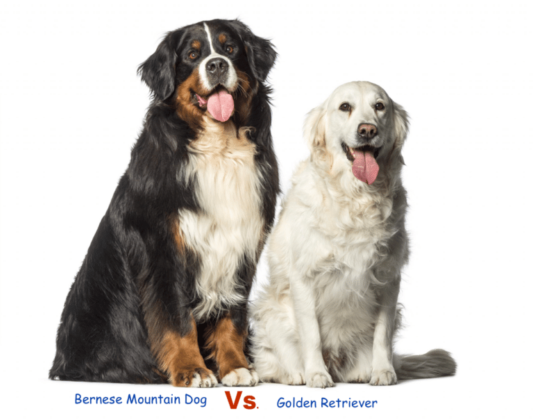 Golden Retriever vs. Bernese Mountain Dog: Complete Comparison