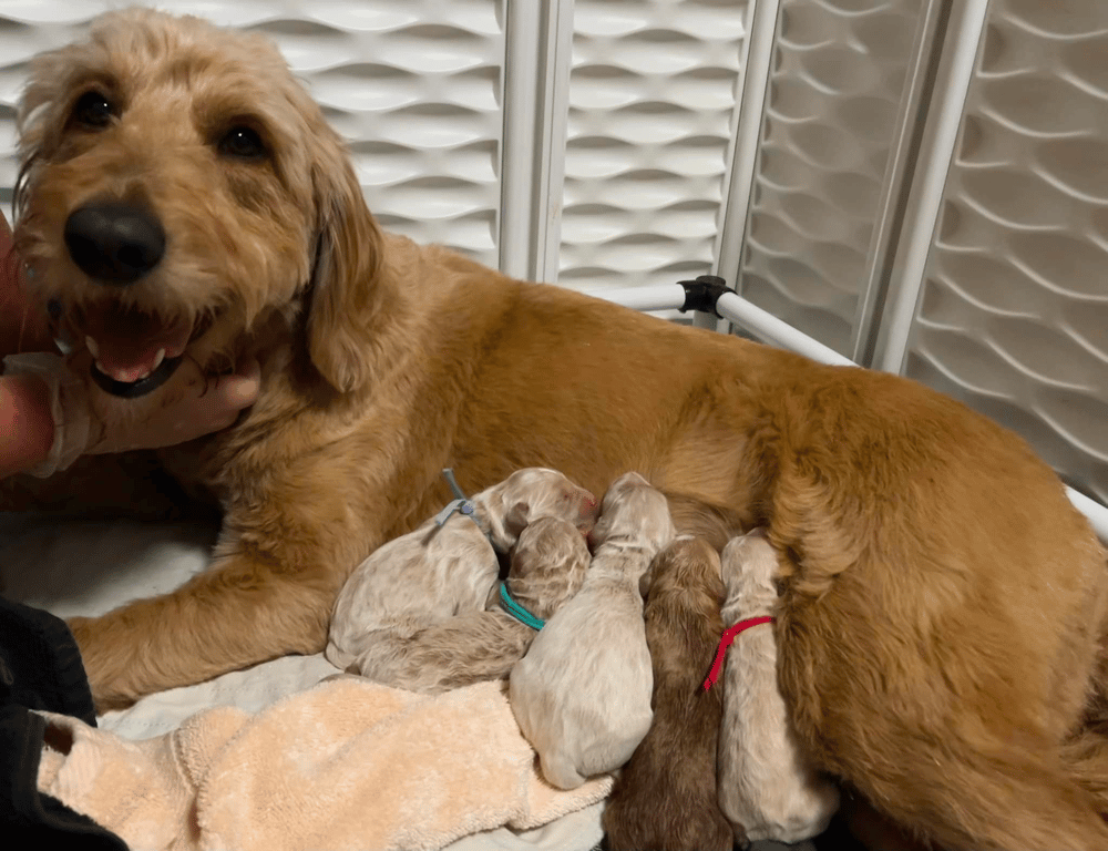 Top 8 Best Goldendoodle Breeders In Massachusetts (MA)