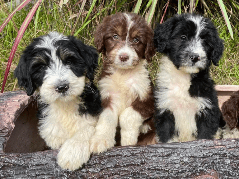Top 14 Best Goldendoodle Breeders in Florida (FL)