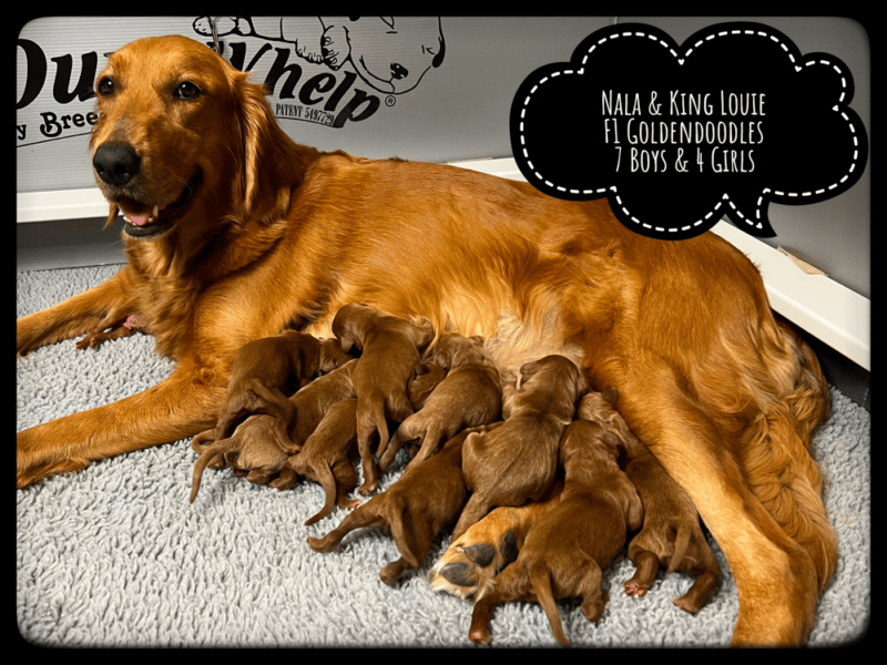 Top 14 Best Goldendoodle Breeders in Florida (FL)