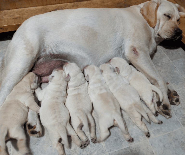 Top 10 Best Labrador Retriever Breeders in New York (NY)