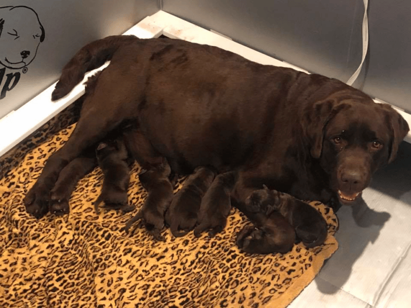 Top 10 Best Labrador Retriever Breeders in North Carolina (NC)