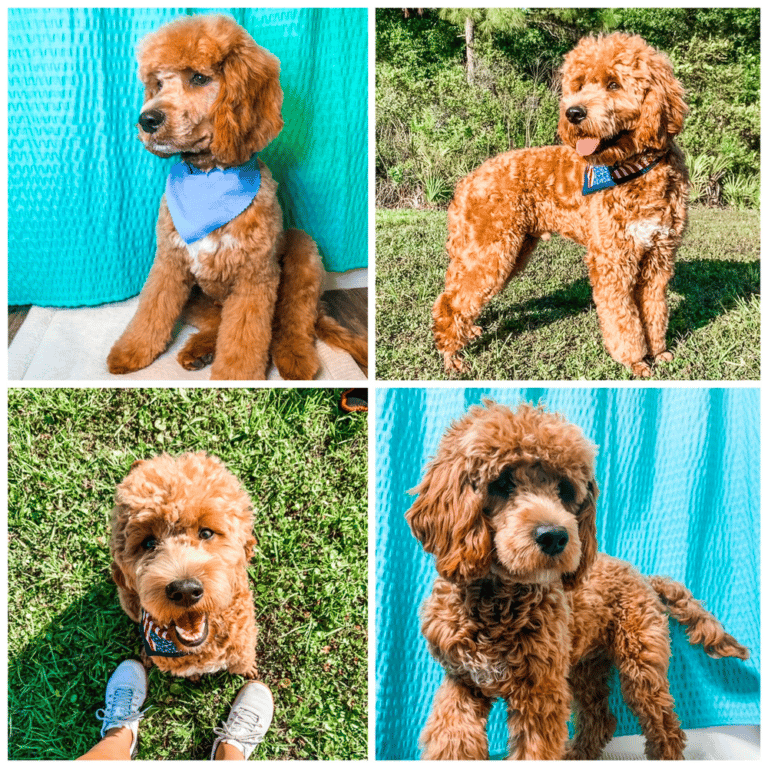 Top 14 Best Goldendoodle Breeders in Florida (FL)