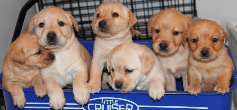 Top 10 Best Labrador Retriever Breeders in Virginia (VA)