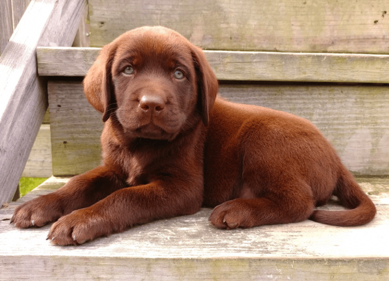 Top 10 Best Labrador Retriever Breeders in North Carolina (NC)