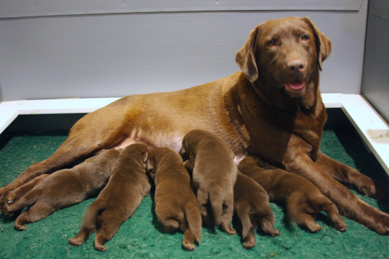 Top 8 Best Labrador Retriever Breeders in Connecticut (CT)