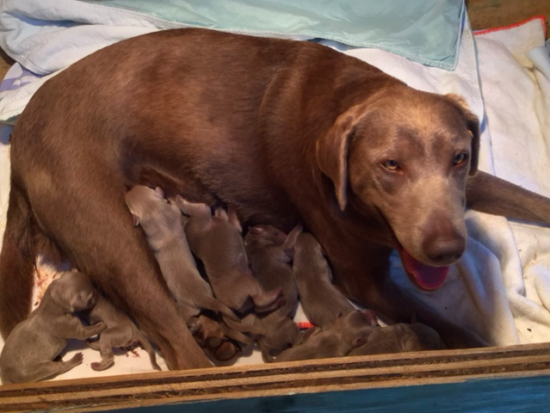 Top 10 Best Labrador Retriever Breeders in Iowa (IA)