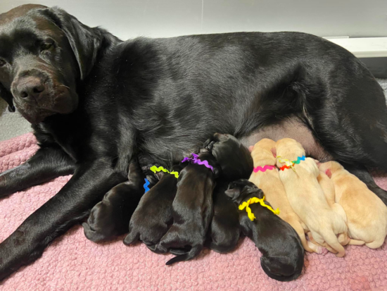 Top 8 Best Labrador Retriever Breeders in Connecticut (CT)