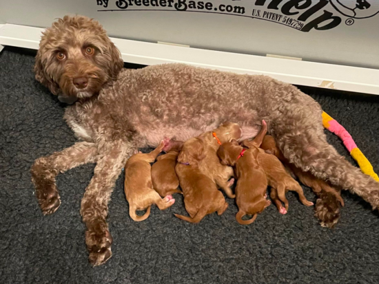 Top 11 Best Goldendoodle Breeders in Iowa (IA)
