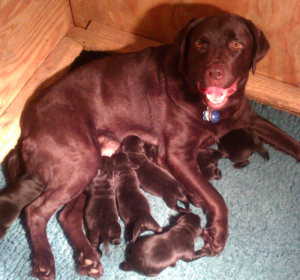 Top 8 Best Labrador Retriever Breeders in Connecticut (CT)