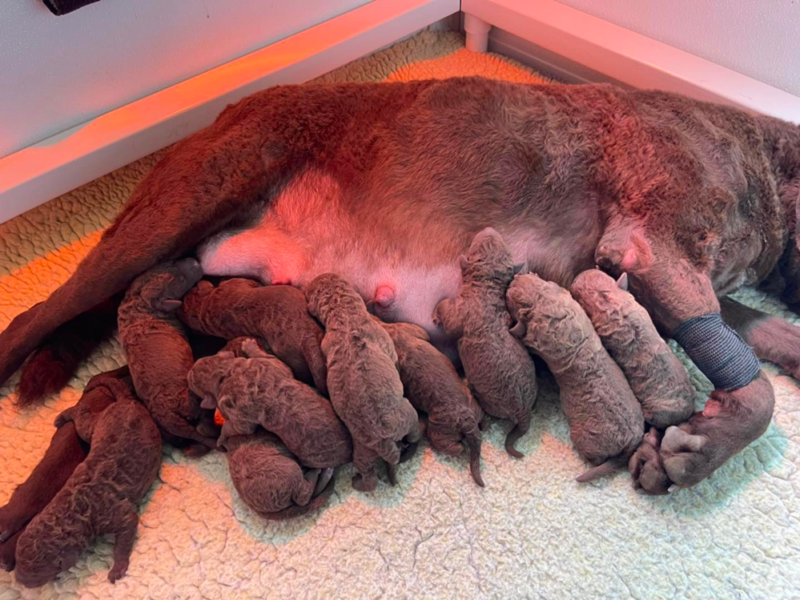 Top 10 Best Labrador Retriever Breeders in Minnesota (MN)