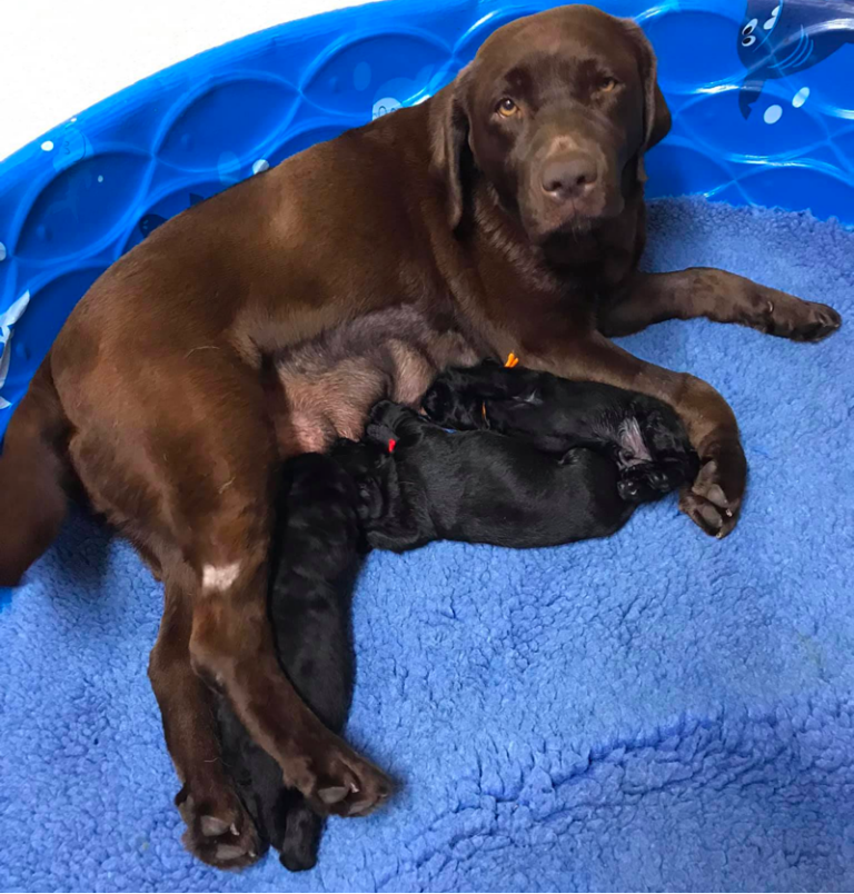 Top 10 Best Labrador Retriever Breeders in Iowa (IA)