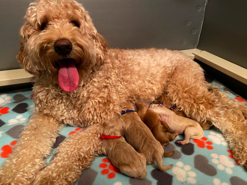 Top 10 Best Goldendoodle Breeders In Minnesota (MN)