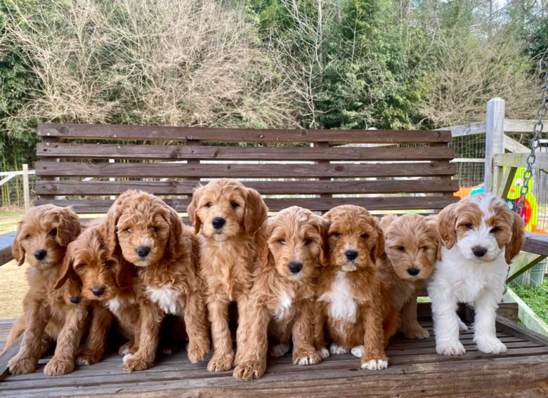 Top 12 Best Goldendoodle Breeders in Alabama (AL)