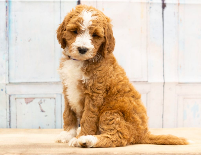 20 Goldendoodle Colors And Coat Patterns Explained (With Pictures)
