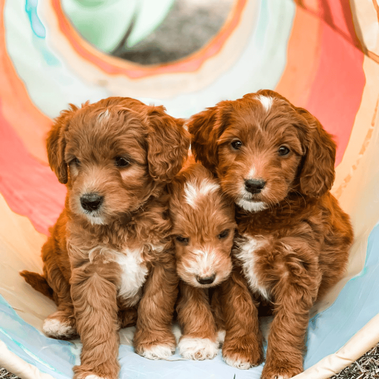 Top 11 Best Goldendoodle Breeders in Utah (UT)