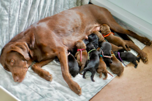 Top 9 Labrador Retriever Breeders in Kentucky (KY)