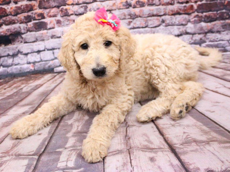 20 Goldendoodle Colors And Coat Patterns Explained (With Pictures)