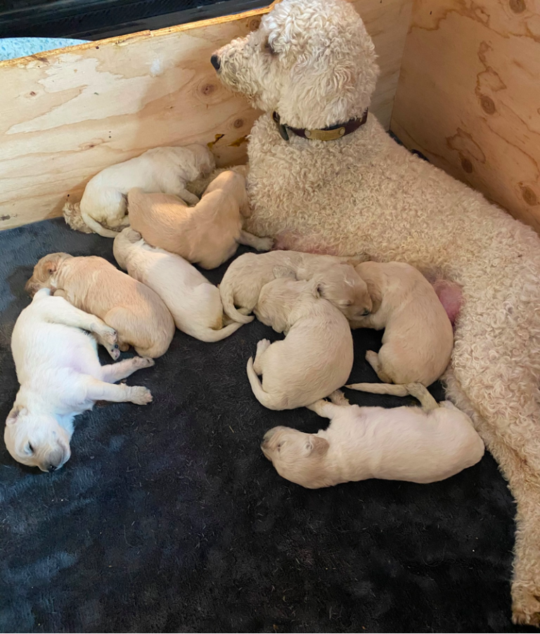 Top 9 Best Goldendoodle Breeders in Oregon (OR)