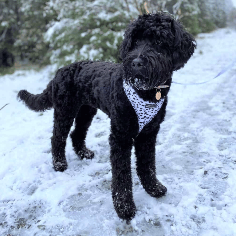 Black Goldendoodle: Rarity, Temperament, Health And Care