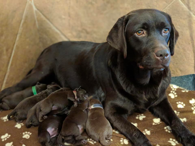 Top 9 Best Labrador Retriever Breeders in Arizona (AZ)