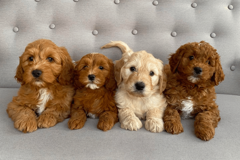 Top 11 Best Goldendoodle Breeders in Arizona (AZ)