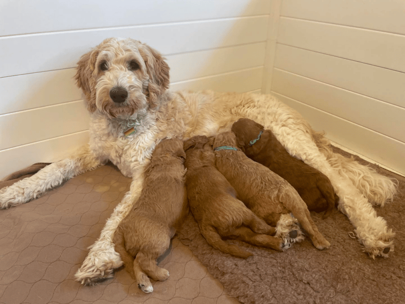 Top 11 Best Goldendoodle Breeders in Utah (UT)