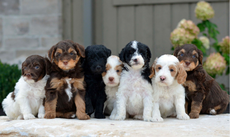 20 Goldendoodle Colors And Coat Patterns Explained (With Pictures) 20 Goldendoodle Colors And Coat Patterns Explained (With Pictures)