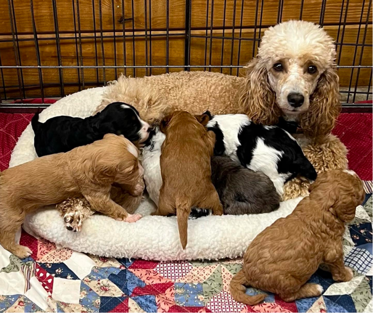 Top 10 Best Goldendoodle Breeders in Virginia (VA)