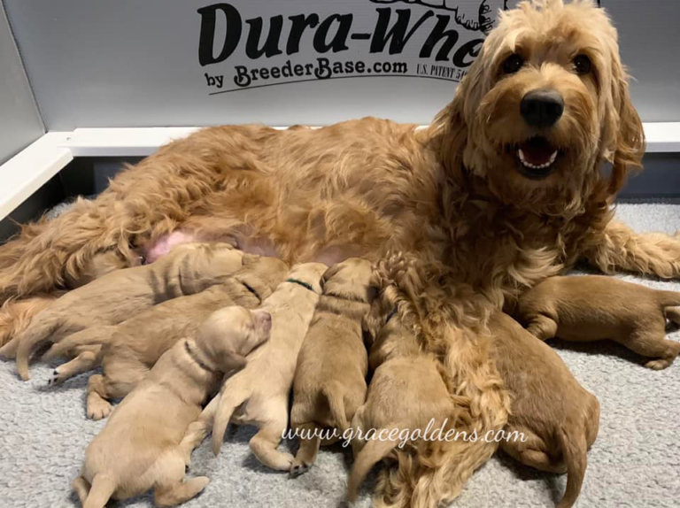 Top 12 Best Goldendoodle Breeders in Alabama (AL)