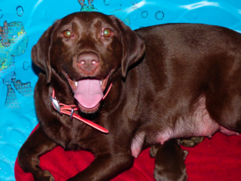 Top 10 Best Labrador Retriever Breeders in Oregon (OR)