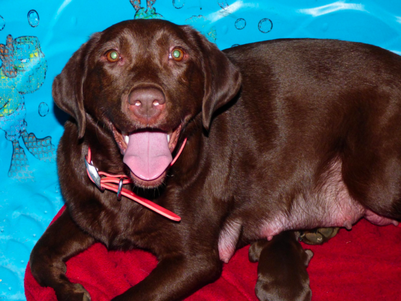 Top 10 Best Labrador Retriever Breeders in Oregon (OR)