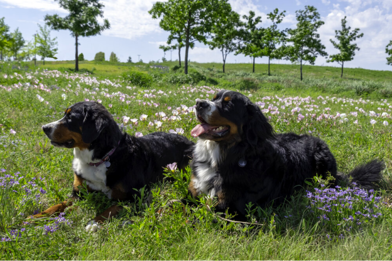 Top 5 Best Bernese Mountain Dog Breeders in Texas (TX)
