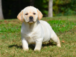 Top 15 Best Labrador Retriever Breeders in Georgia (GA)
