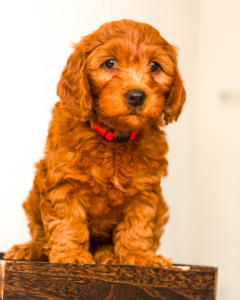 Red Goldendoodle: Rarity, Temperament, Health and Care