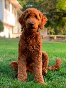 Red Goldendoodle: Rarity, Temperament, Health and Care