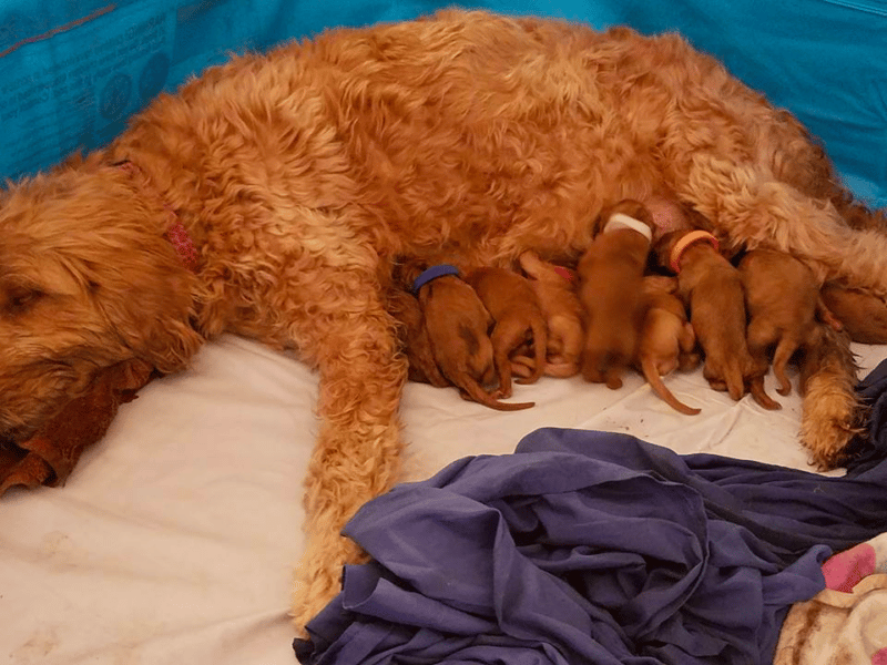 Top 10 Best Goldendoodle Breeders in Southern California (SoCal)